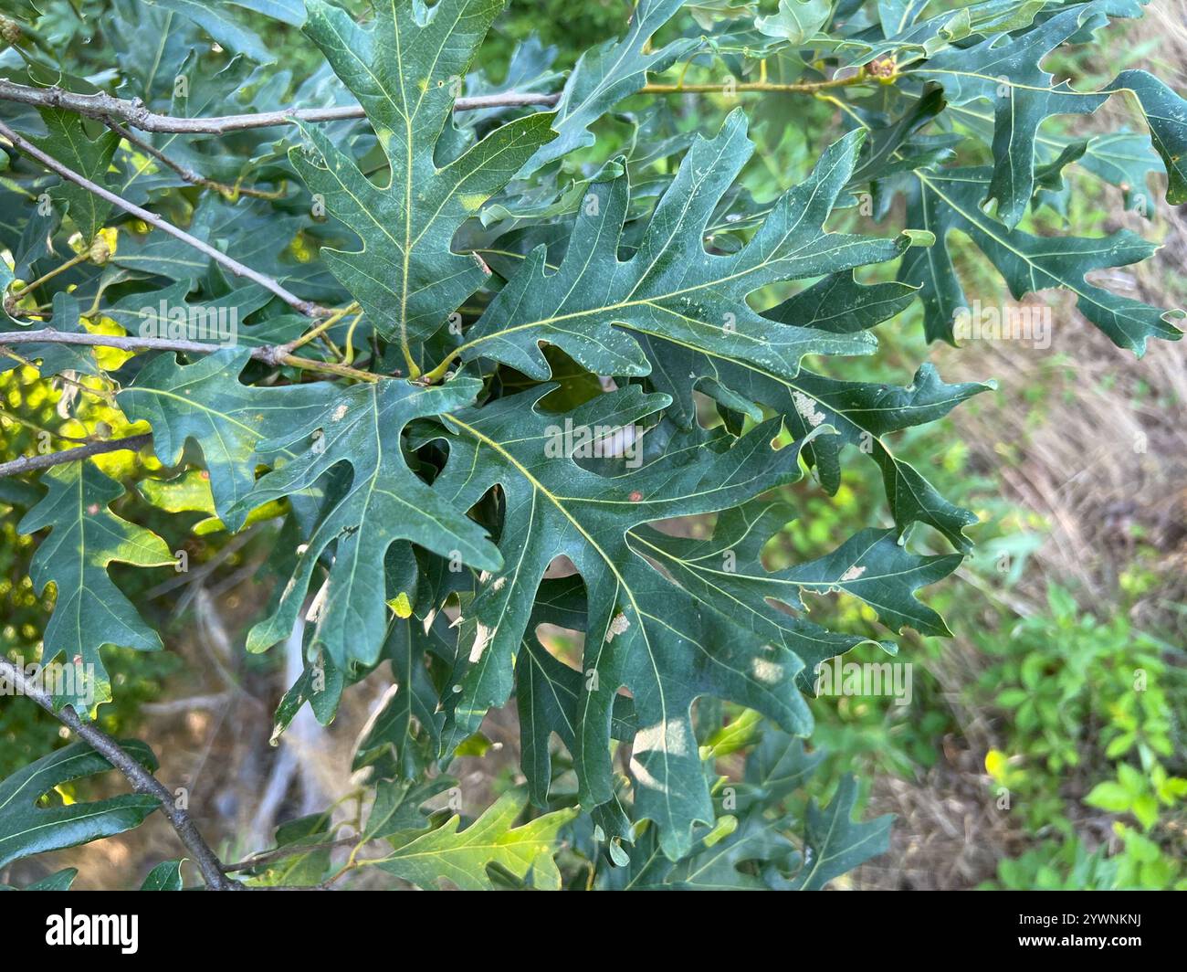 white oak (Quercus alba Stock Photo - Alamy