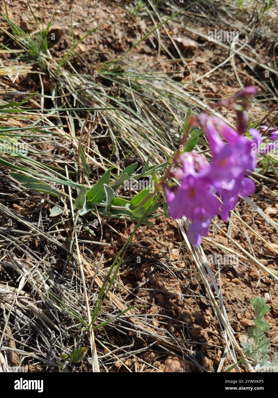 Sidebells Penstemon (Penstemon secundiflorus Stock Photo - Alamy