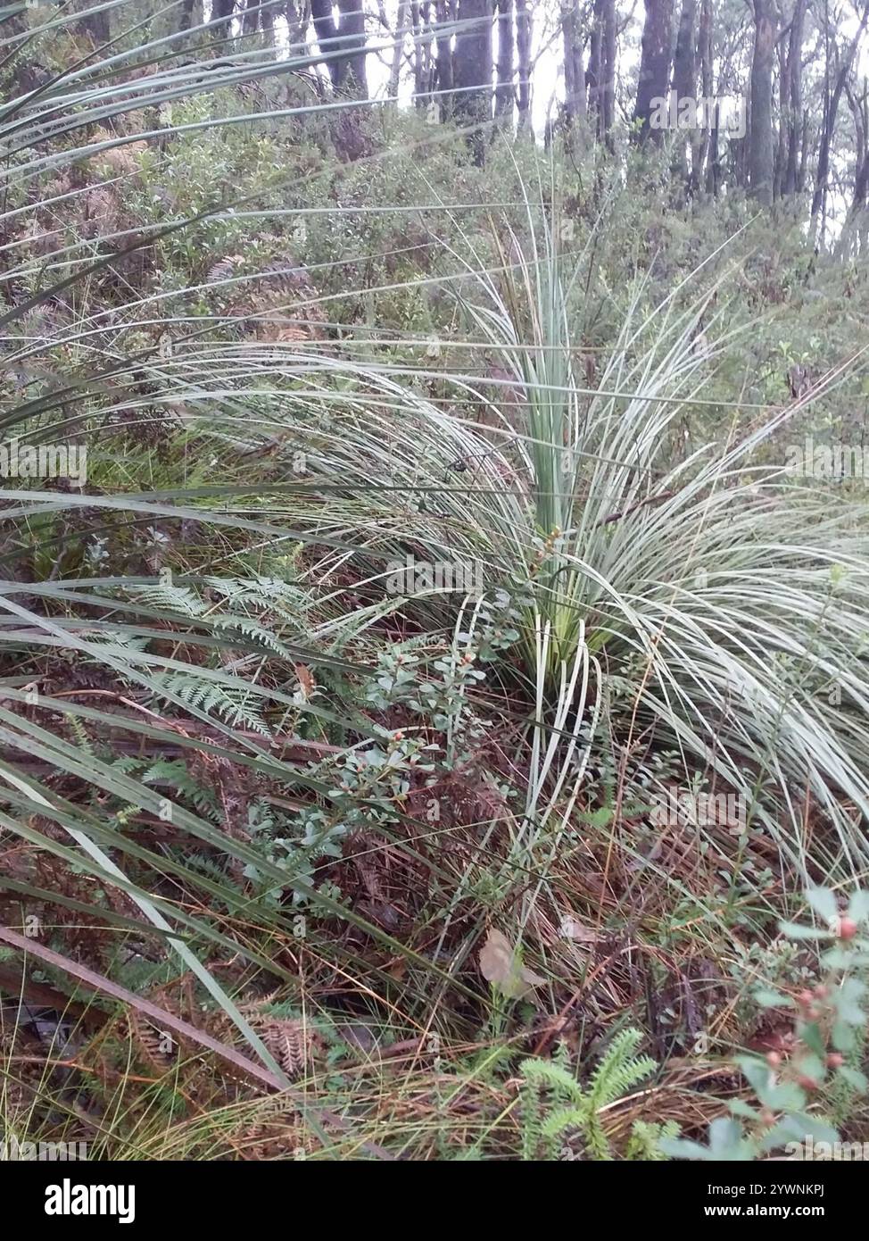 tufted grass-tree (Xanthorrhoea semiplana Stock Photo - Alamy