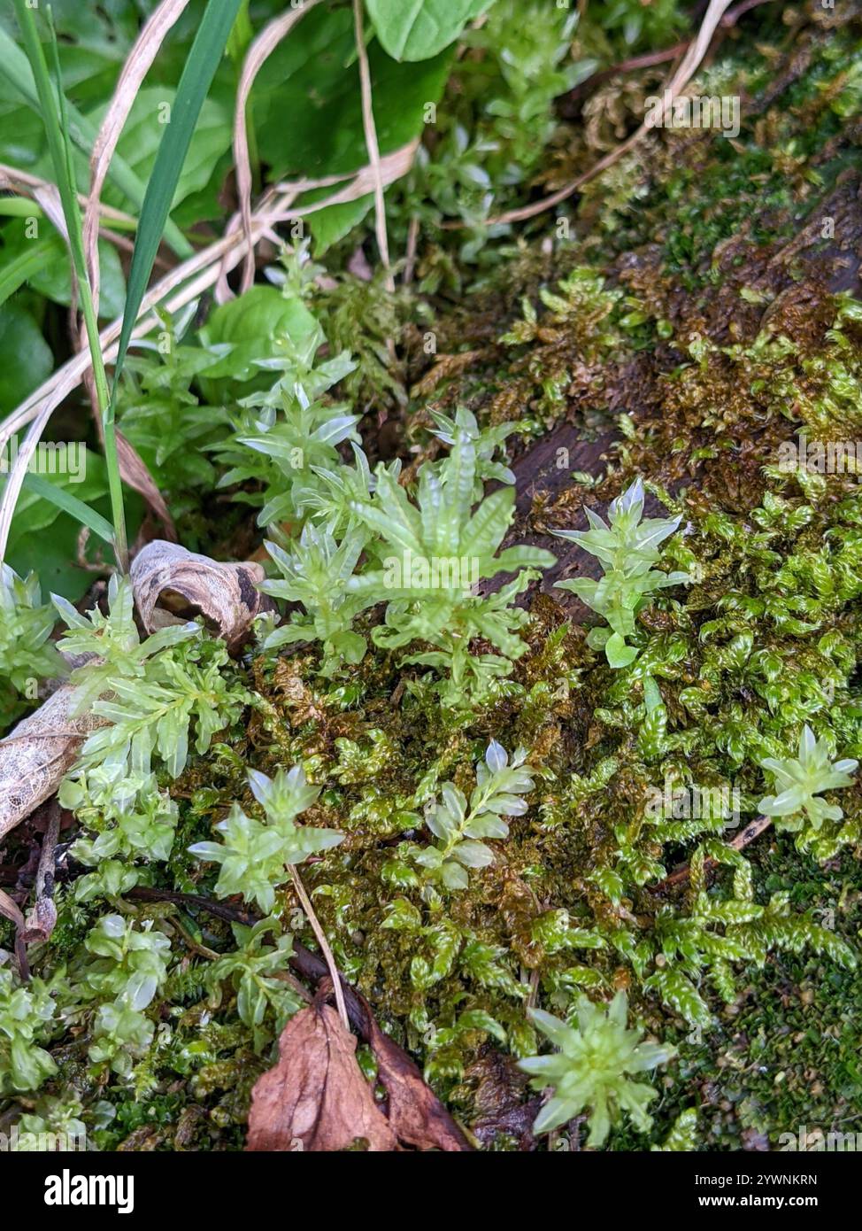 Palm-tree Moss (Plagiomnium undulatum Stock Photo - Alamy