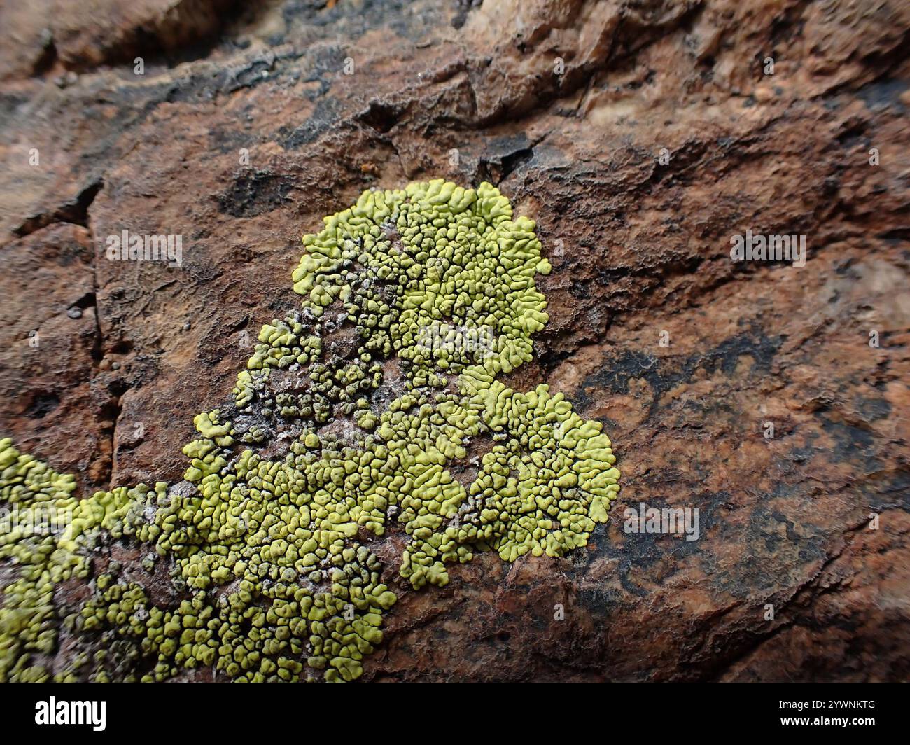 yellow map lichen (Rhizocarpon geographicum Stock Photo - Alamy