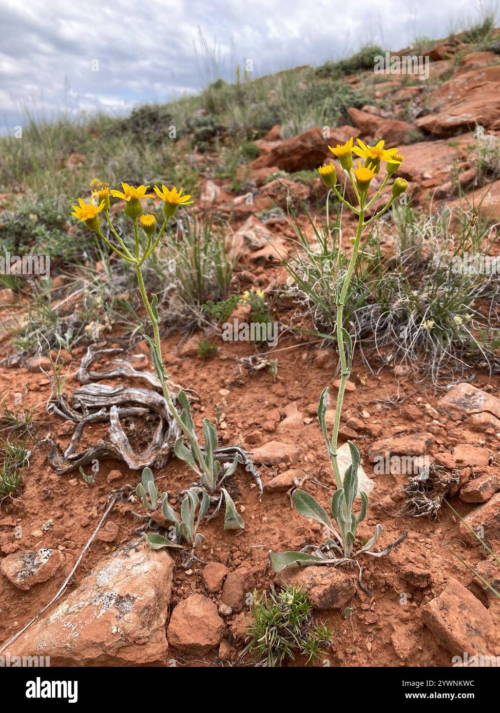 woolly groundsel (Packera cana Stock Photo - Alamy