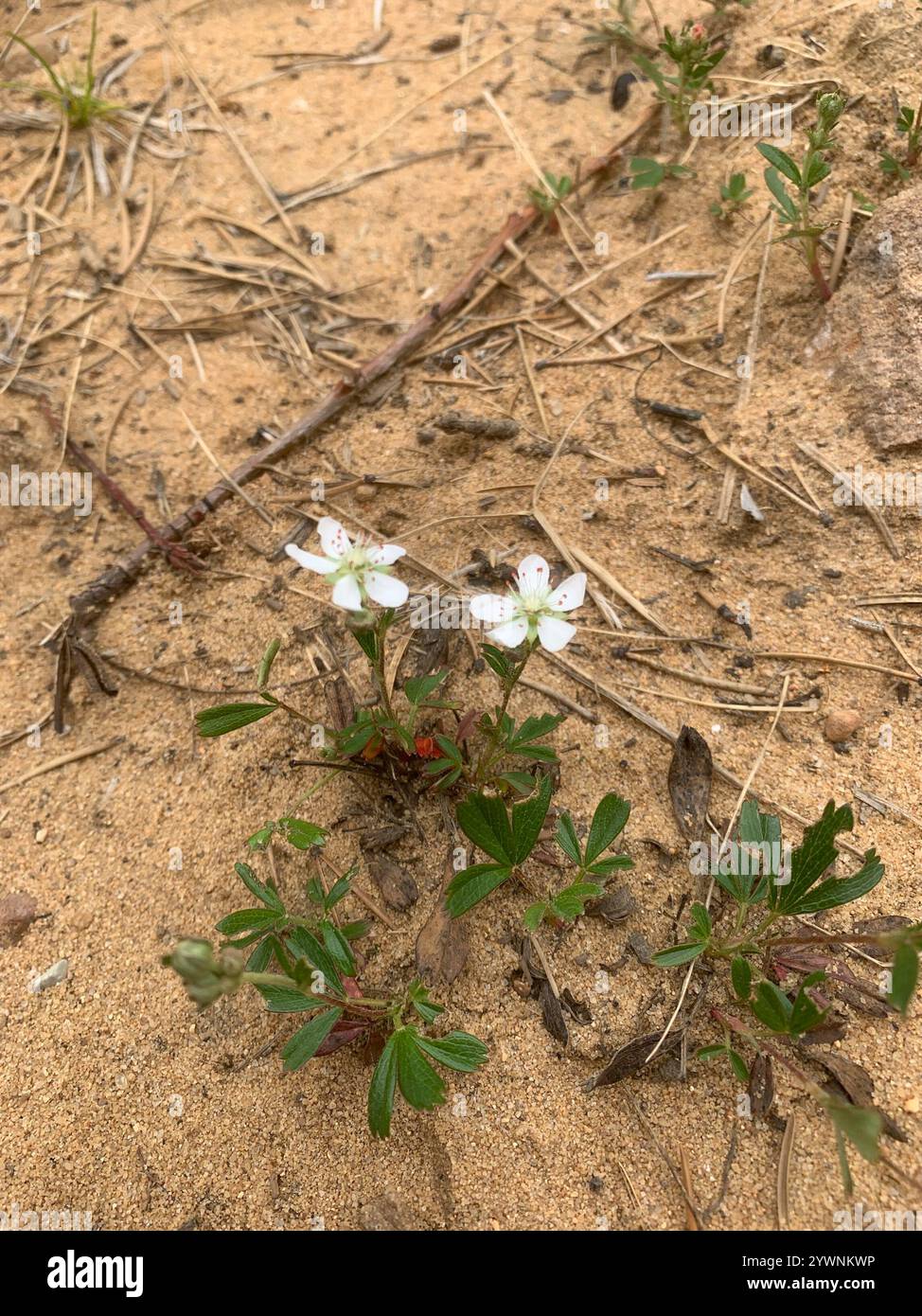 three-toothed cinquefoil (Sibbaldiopsis tridentata Stock Photo - Alamy