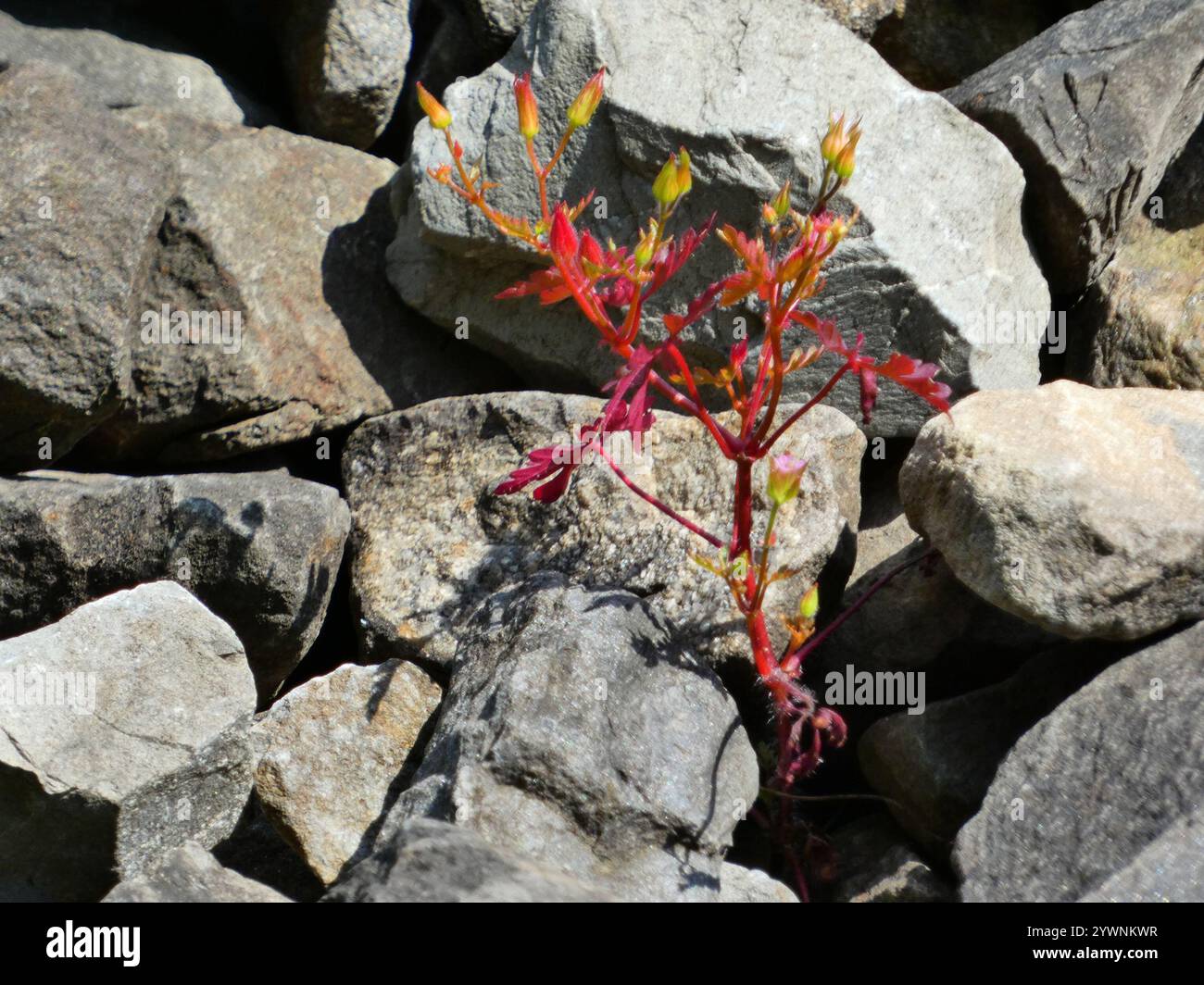 Little-Robin (Geranium purpureum Stock Photo - Alamy