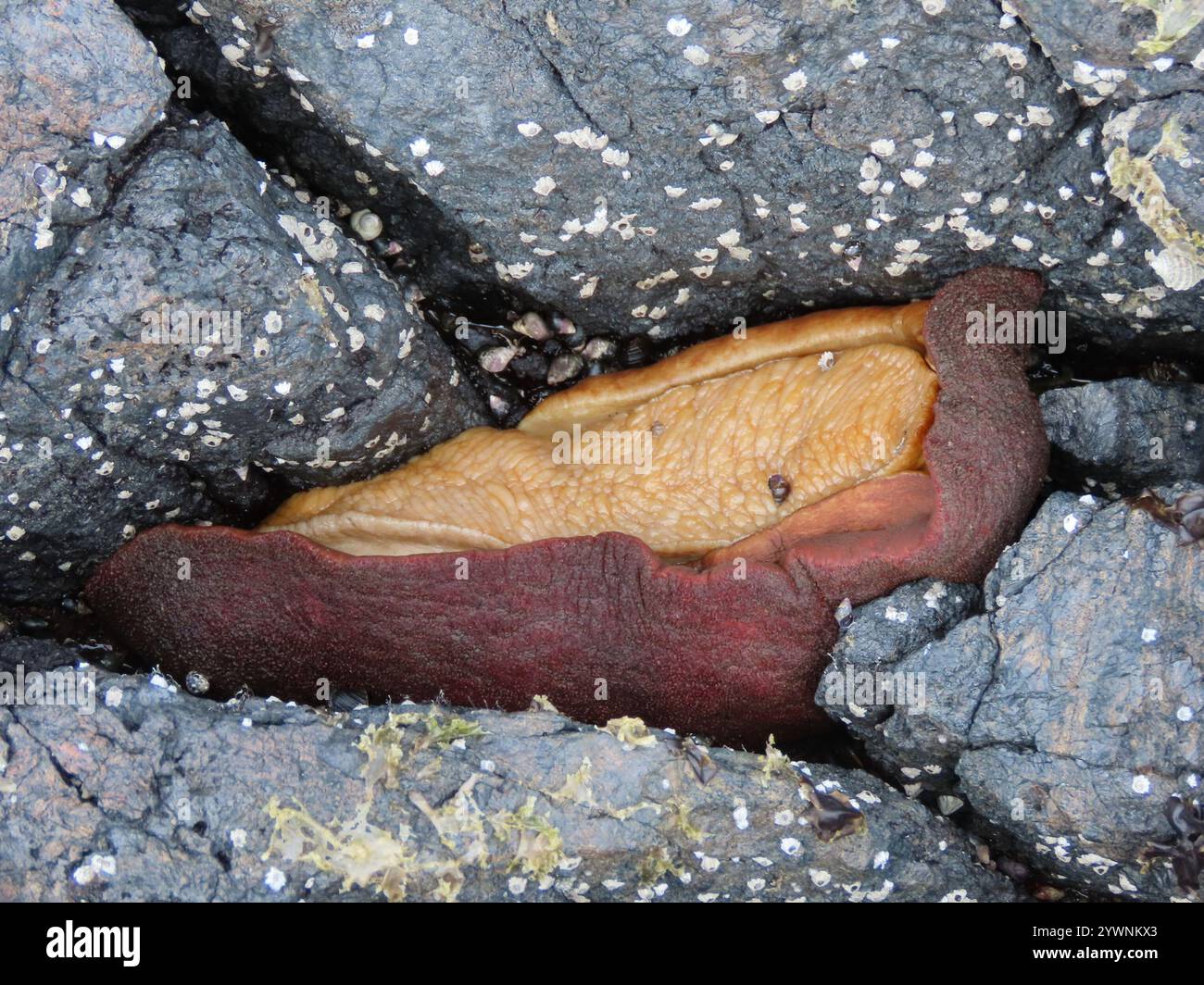 Gumboot Chiton (Cryptochiton stelleri Stock Photo - Alamy