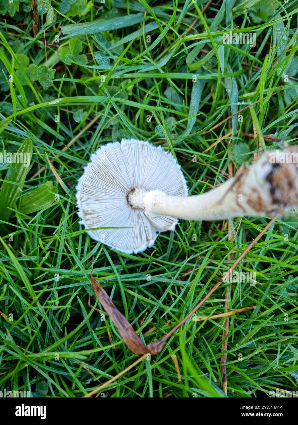 White Dapperling (Leucoagaricus leucothites Stock Photo - Alamy