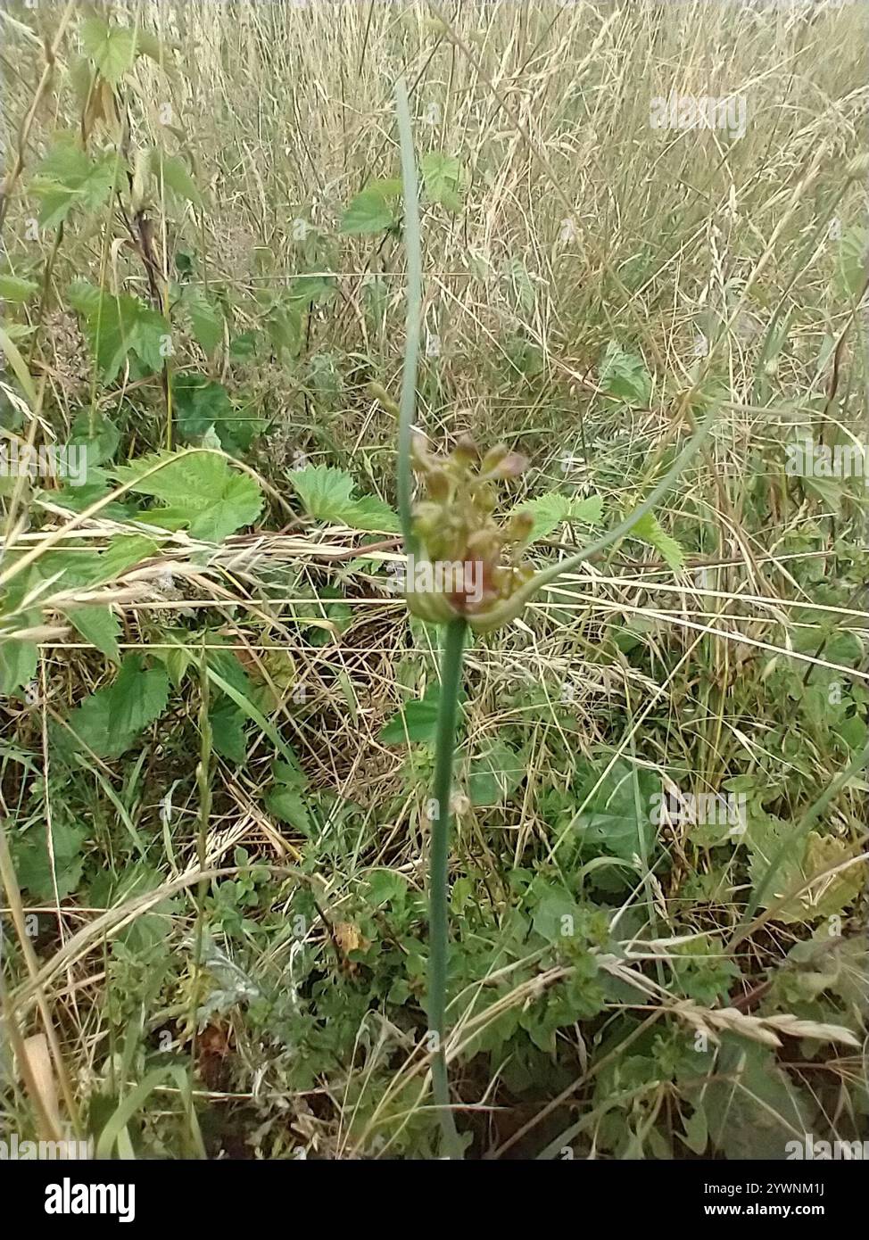 field garlic (Allium oleraceum Stock Photo - Alamy