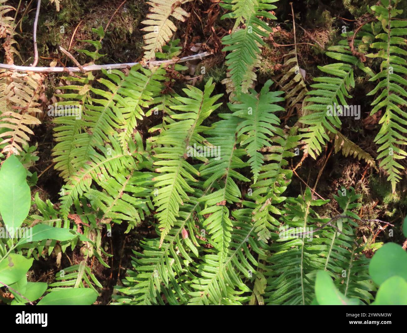 licorice fern (Polypodium glycyrrhiza Stock Photo - Alamy