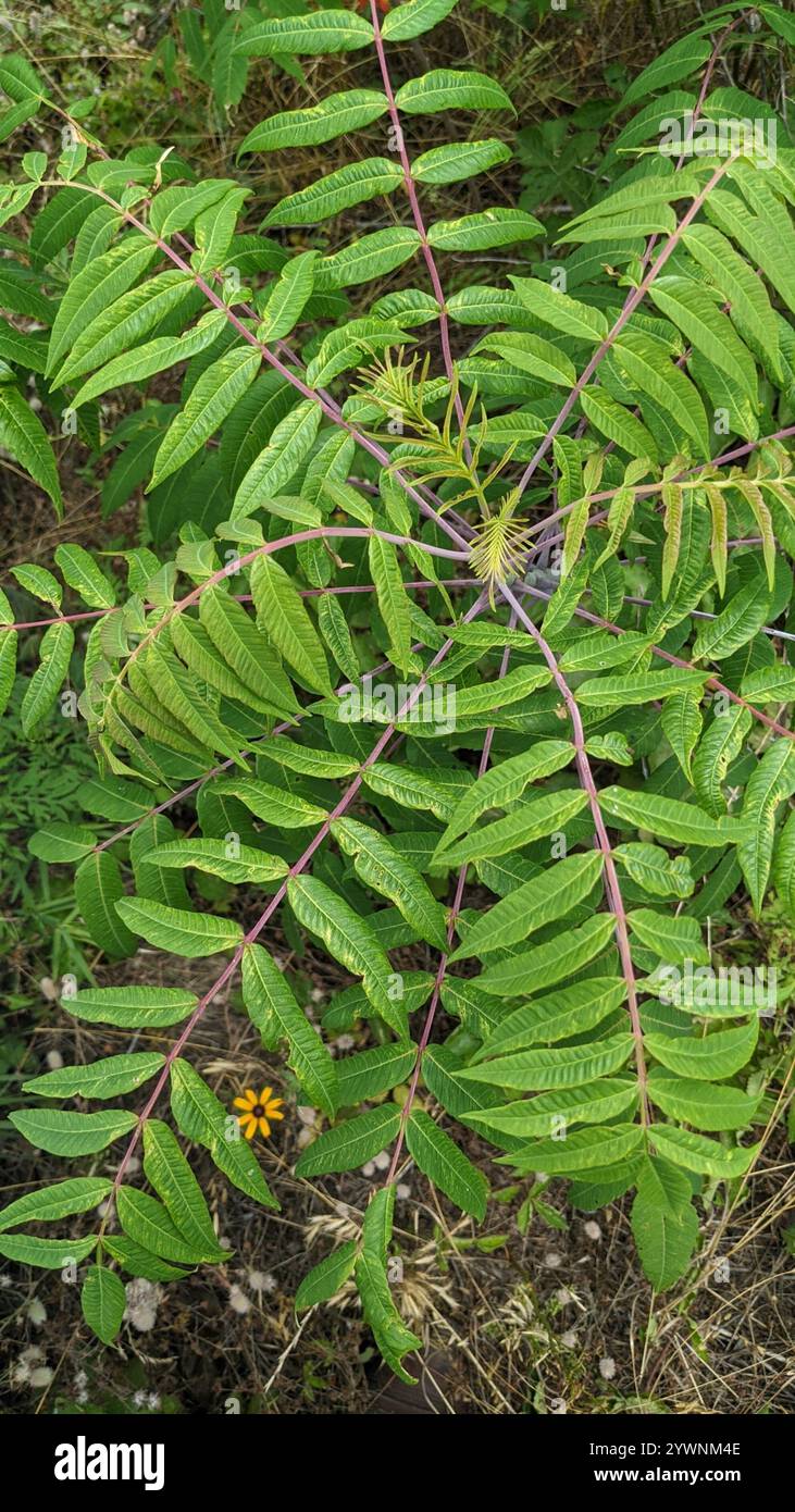 smooth sumac (Rhus glabra Stock Photo - Alamy