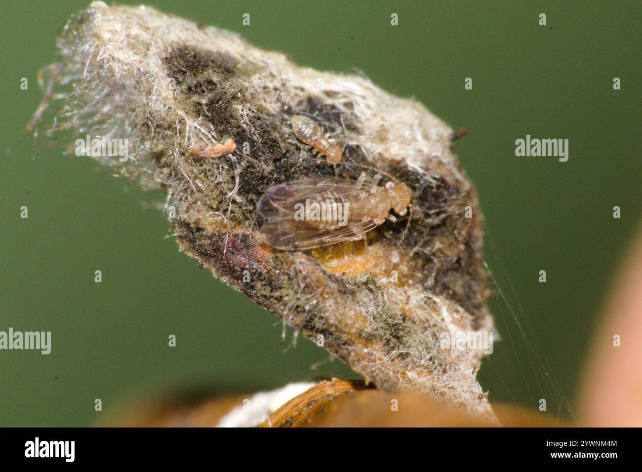 Barklice, Booklice, and Parasitic Lice (Psocodea Stock Photo - Alamy