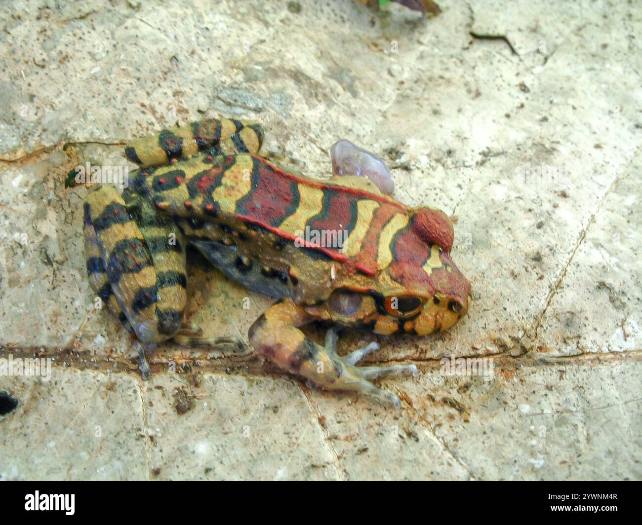 Thin toed frog hi-res stock photography and images - Alamy