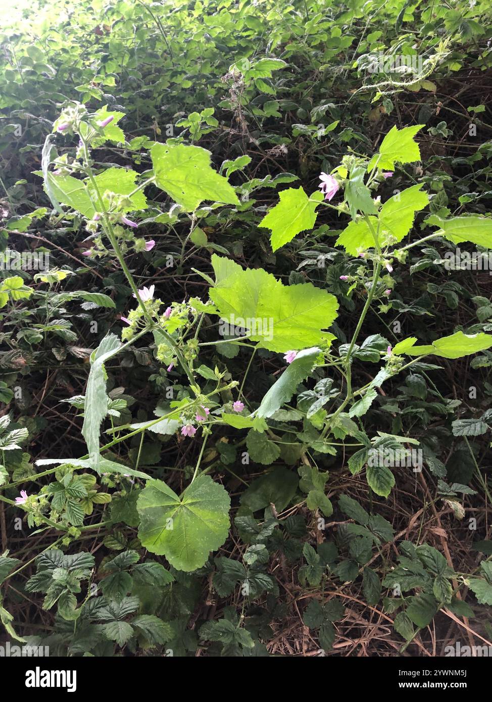 Common Mallow (Malva sylvestris Stock Photo - Alamy