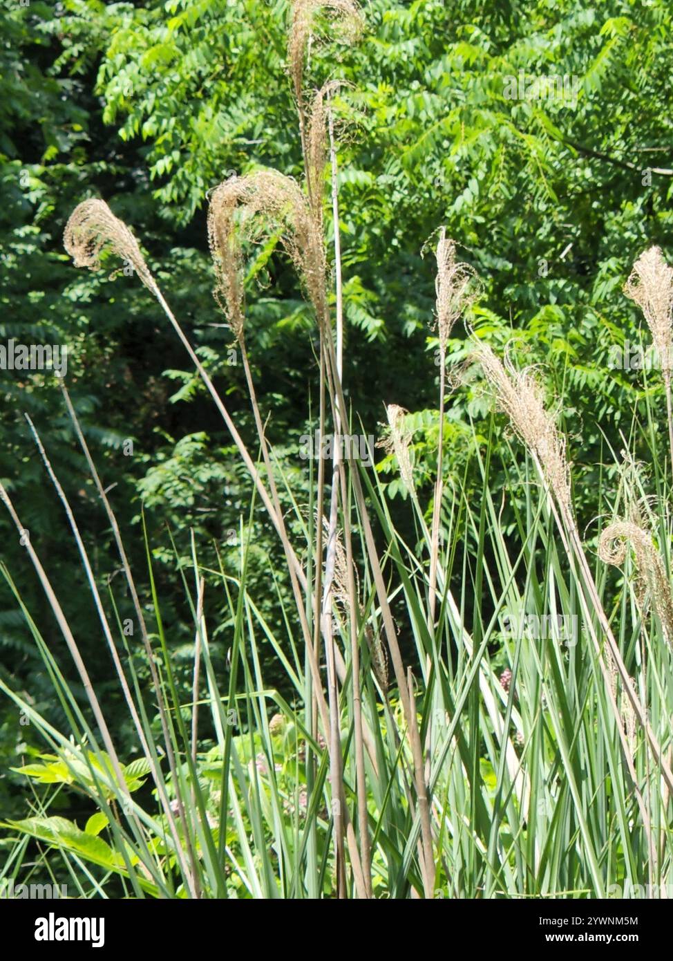 Chinese silver grass (Miscanthus sinensis Stock Photo - Alamy