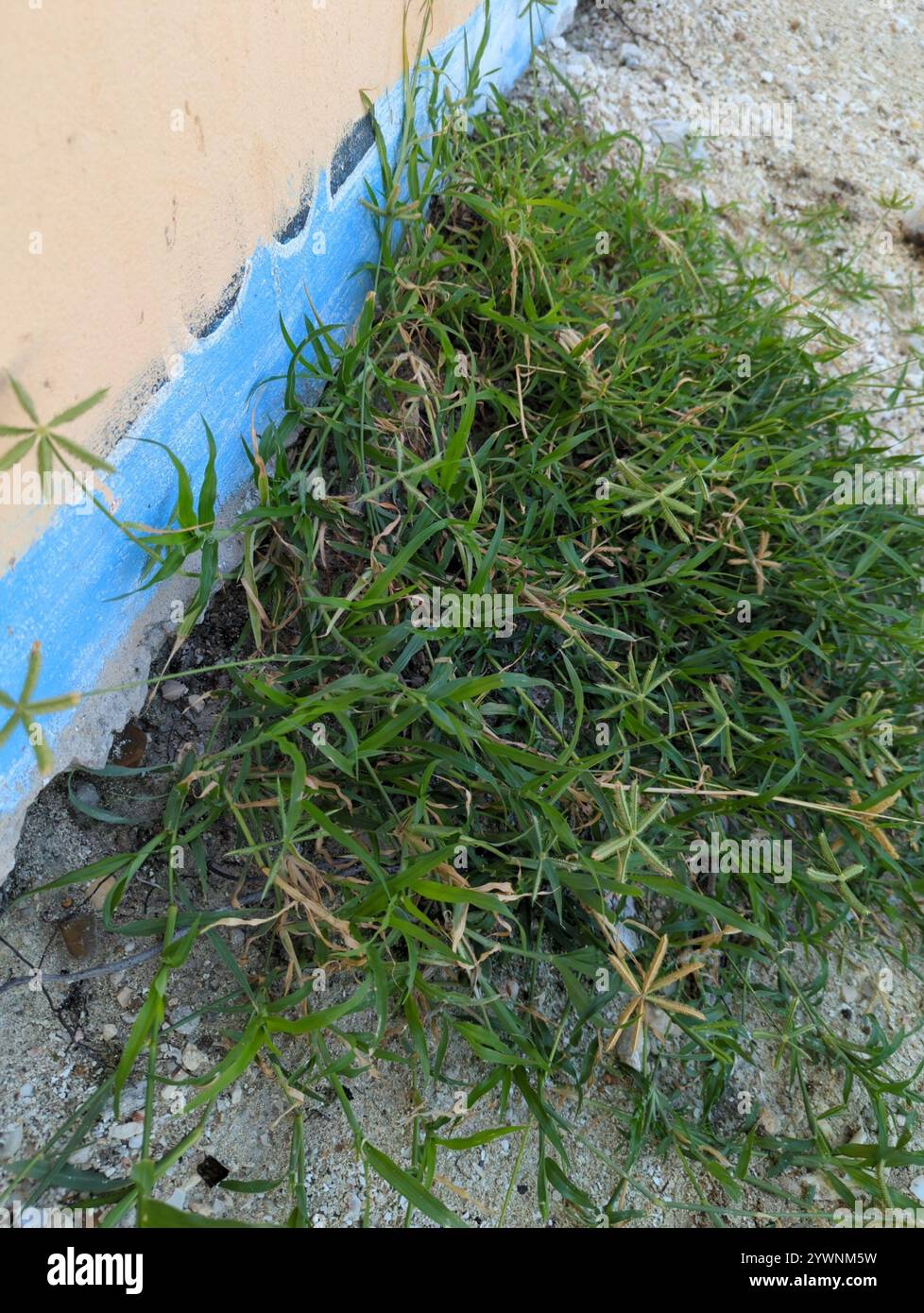 Durban Crowfoot (Dactyloctenium aegyptium Stock Photo - Alamy