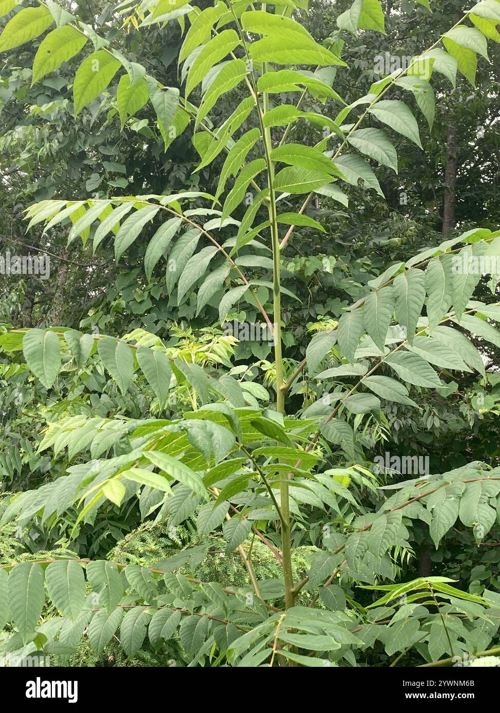 tree-of-heaven (Ailanthus altissima Stock Photo - Alamy