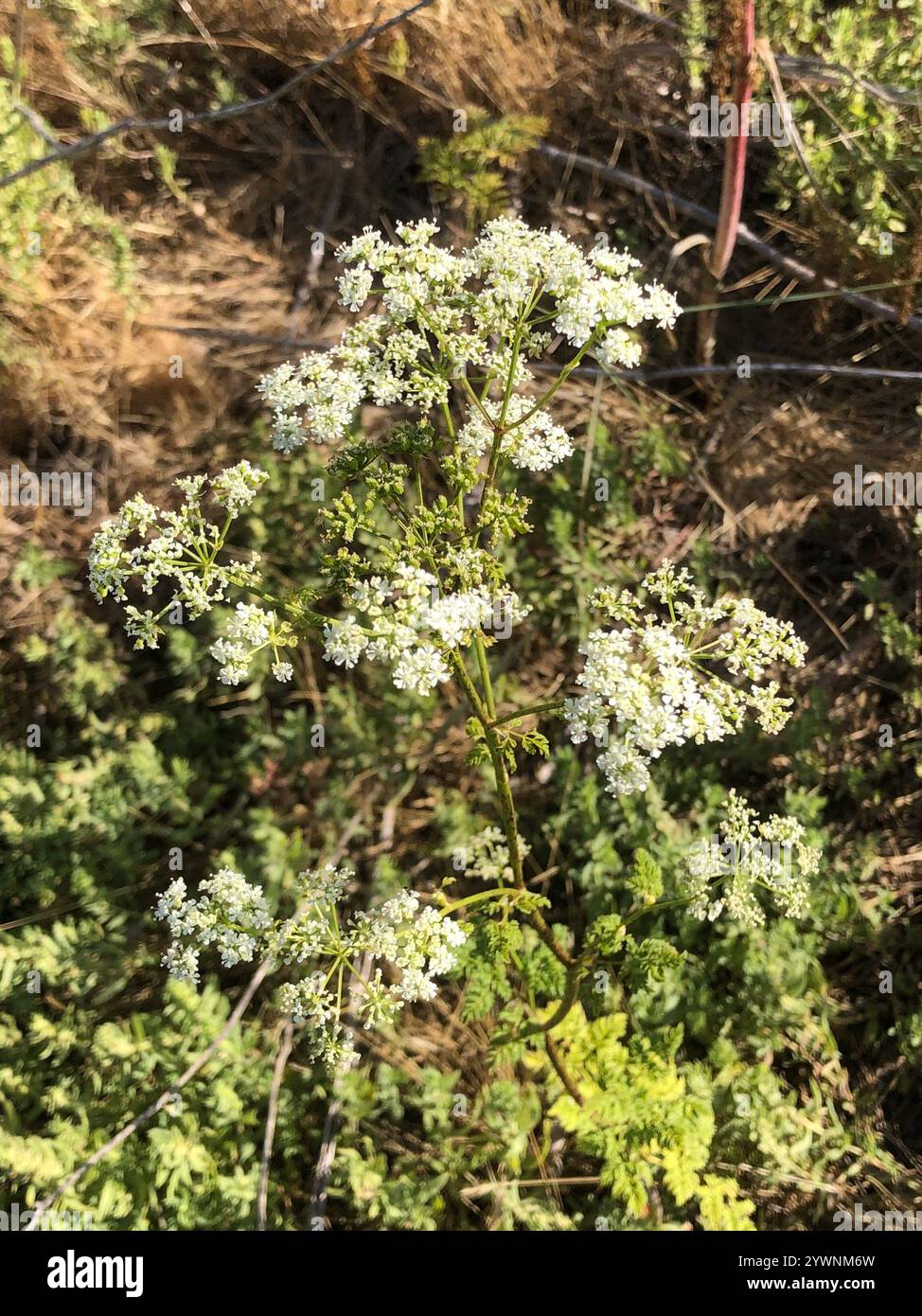 poison hemlock (Conium maculatum Stock Photo - Alamy