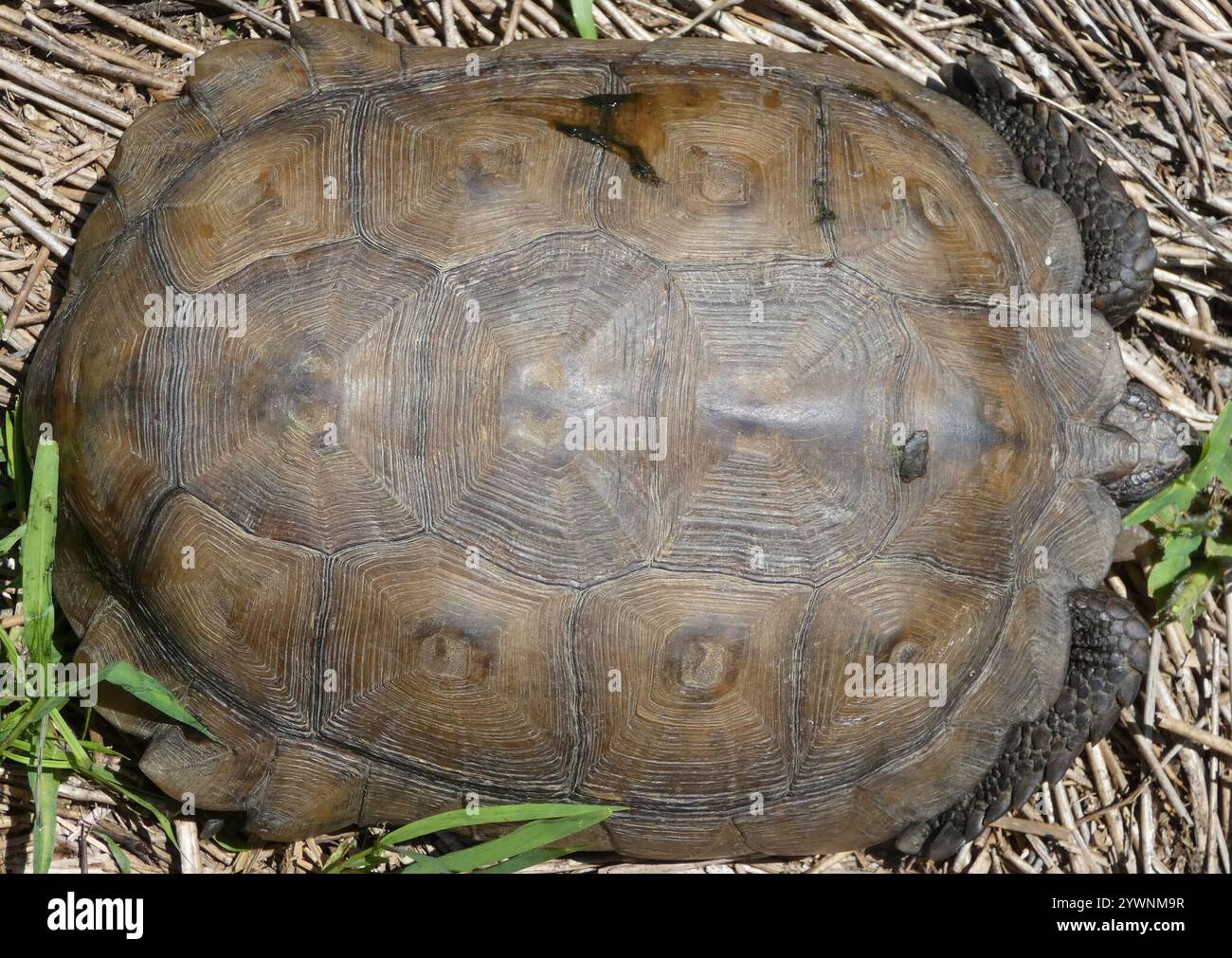 Gopher Tortoise (Gopherus polyphemus Stock Photo - Alamy