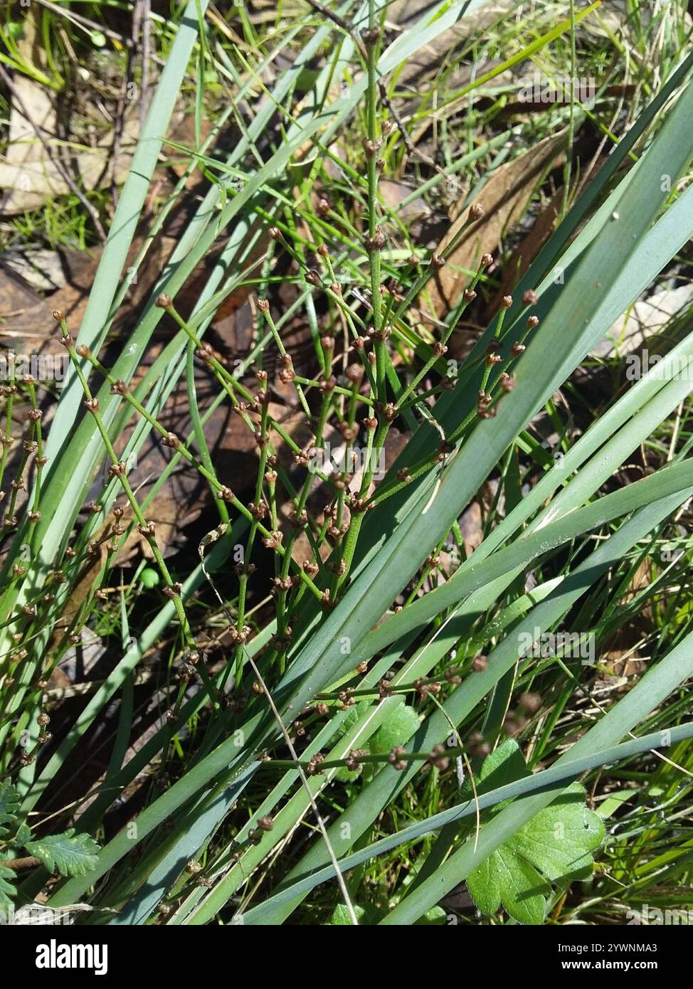 iron-grass (Lomandra multiflora dura Stock Photo - Alamy