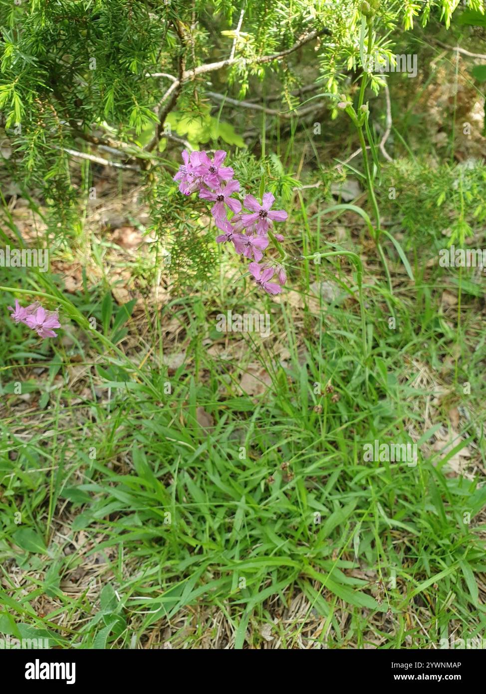 Sticky Catchfly (Viscaria vulgaris Stock Photo - Alamy