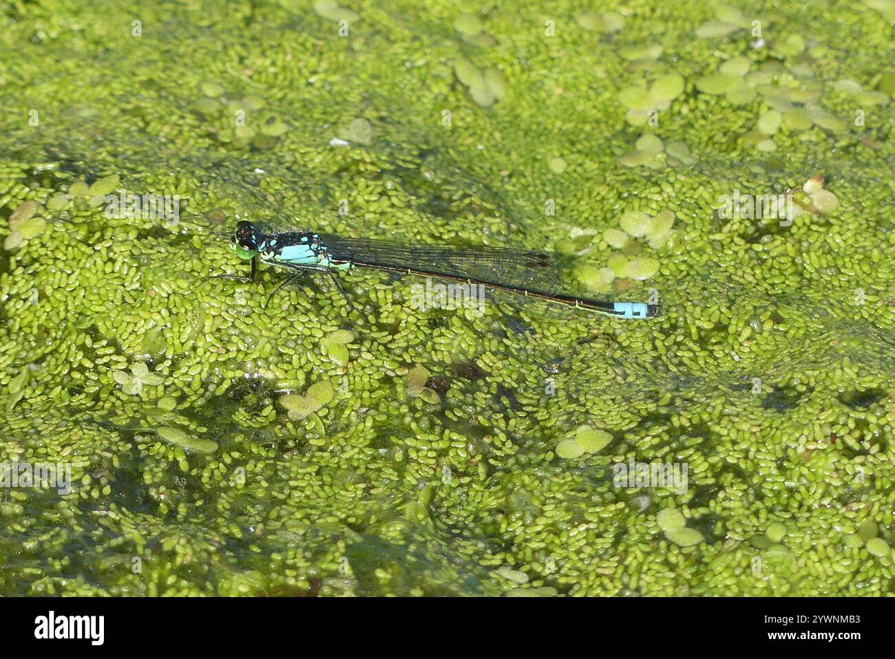 Pacific Forktail (Ischnura cervula Stock Photo - Alamy