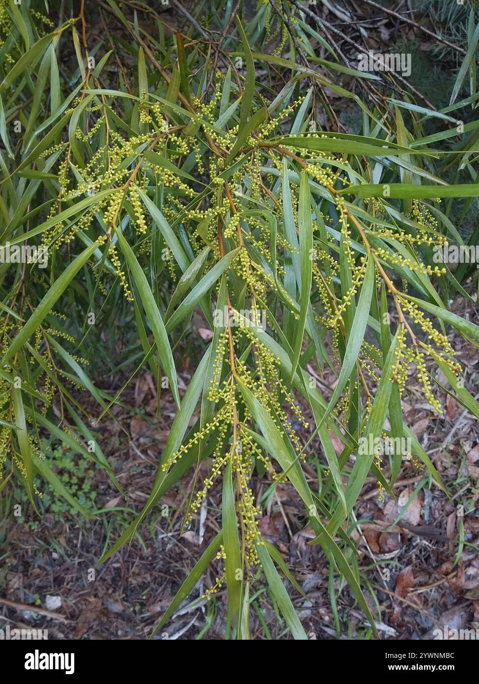 Golden Rods (Acacia longifolia longifolia Stock Photo - Alamy