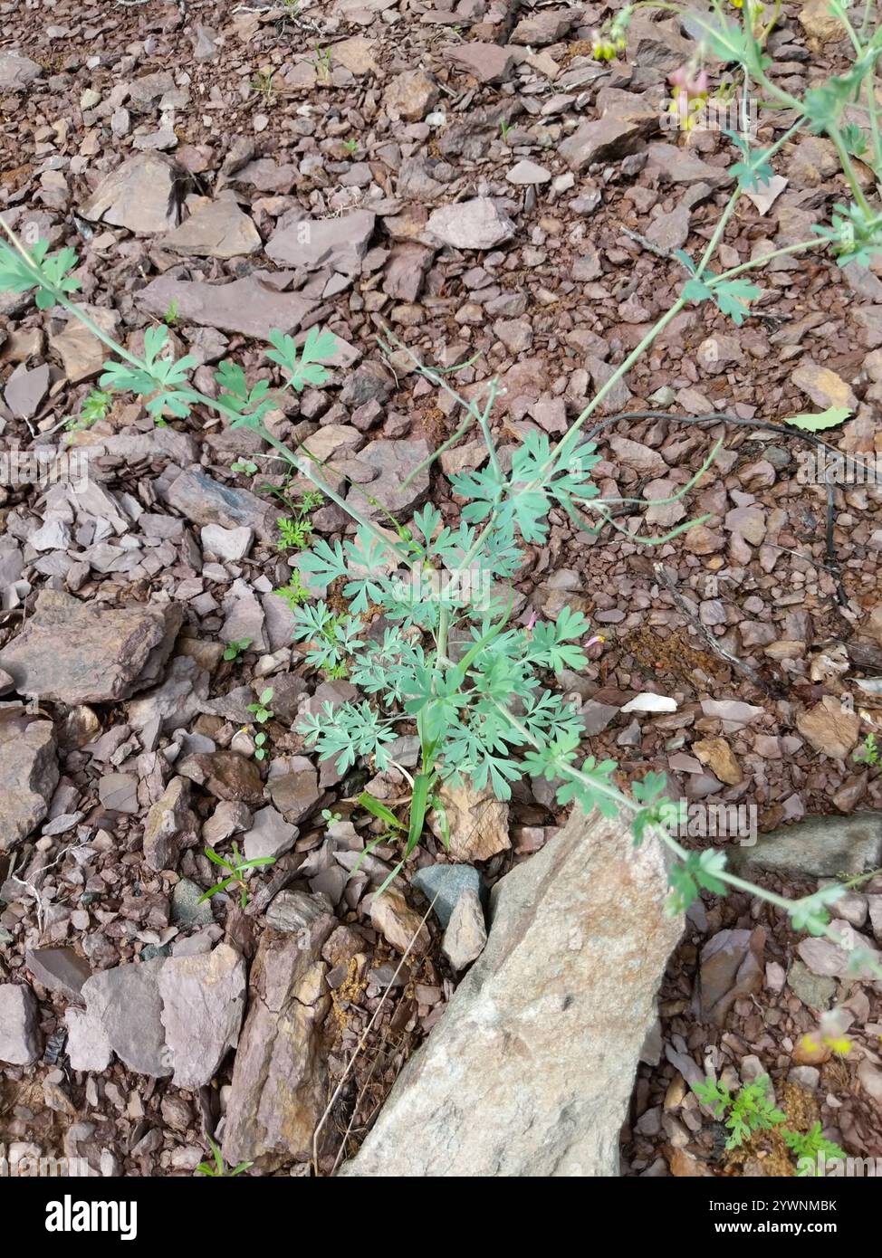 Capnoides sempervirens hi-res stock photography and images - Alamy