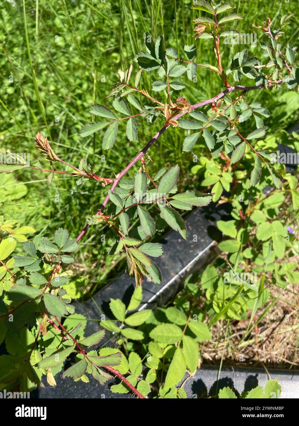 Red-leaved Rose (Rosa glauca Stock Photo - Alamy