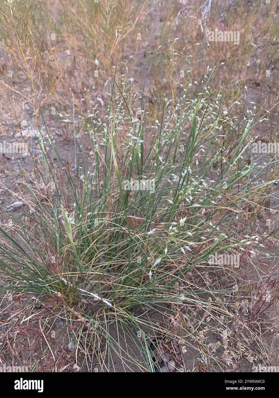 Sand Ricegrass (Eriocoma hymenoides Stock Photo - Alamy