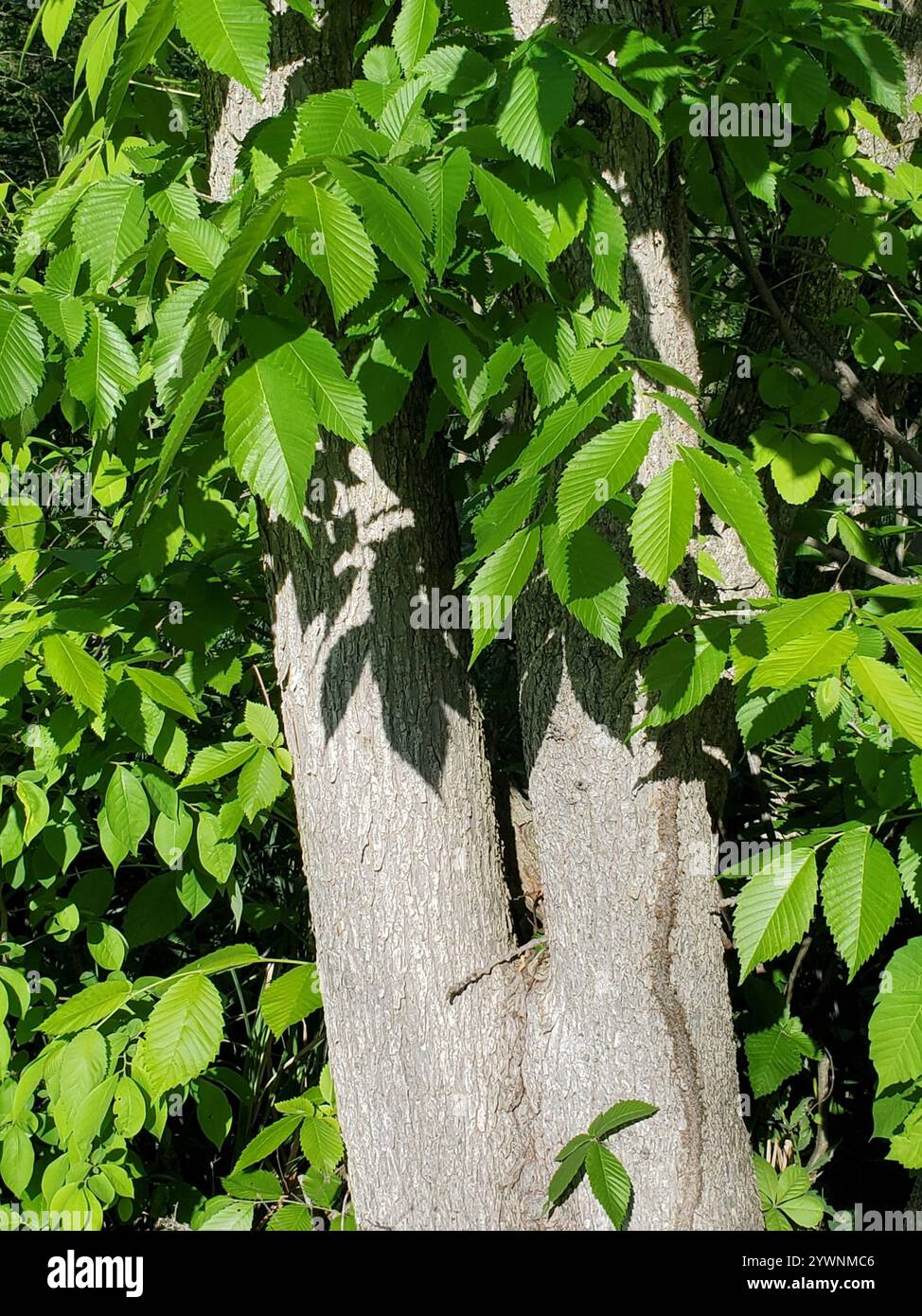 slippery elm (Ulmus rubra Stock Photo - Alamy