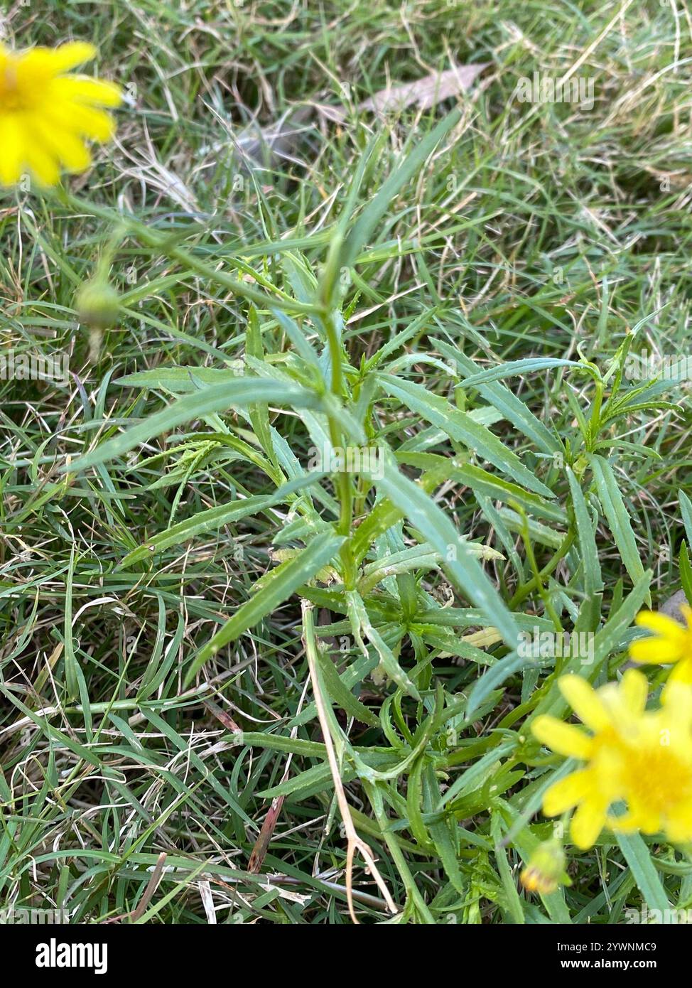 Madagascar Ragwort (Senecio madagascariensis Stock Photo - Alamy