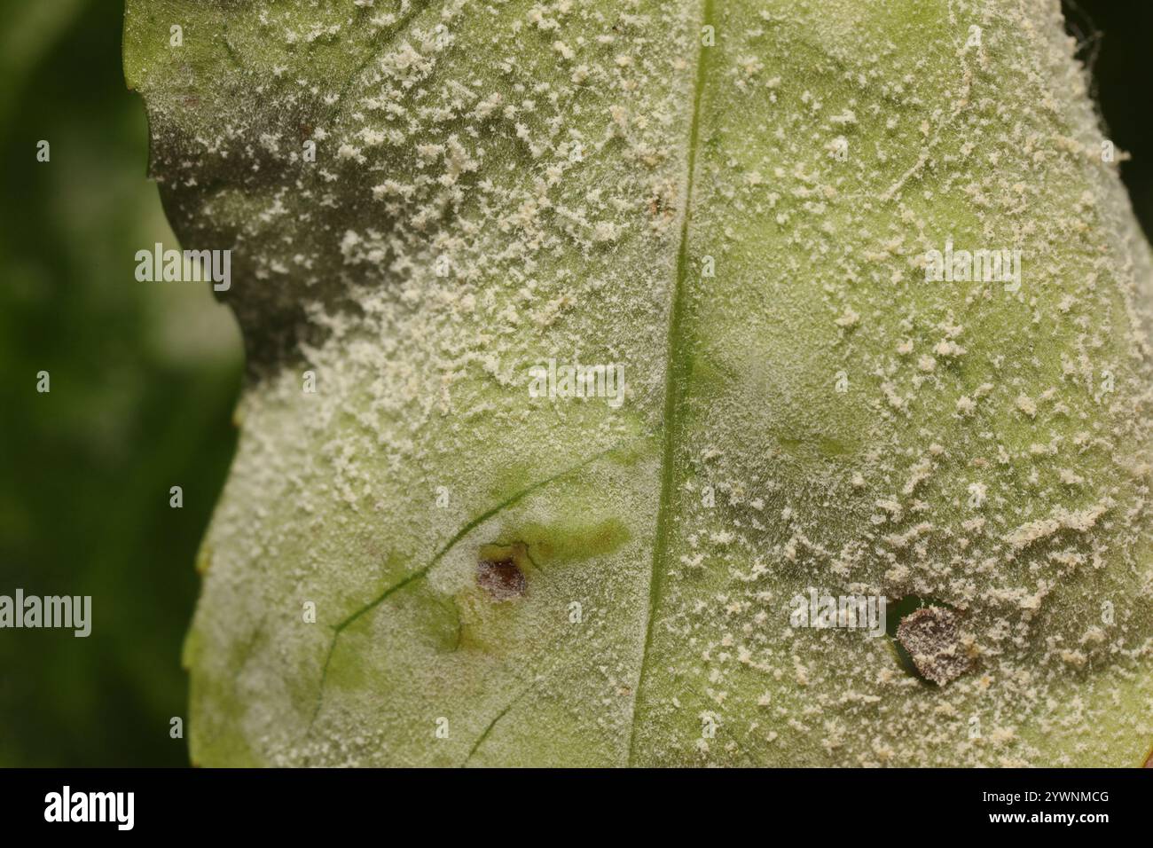 Rose Powdery Mildew (Podosphaera pannosa Stock Photo - Alamy
