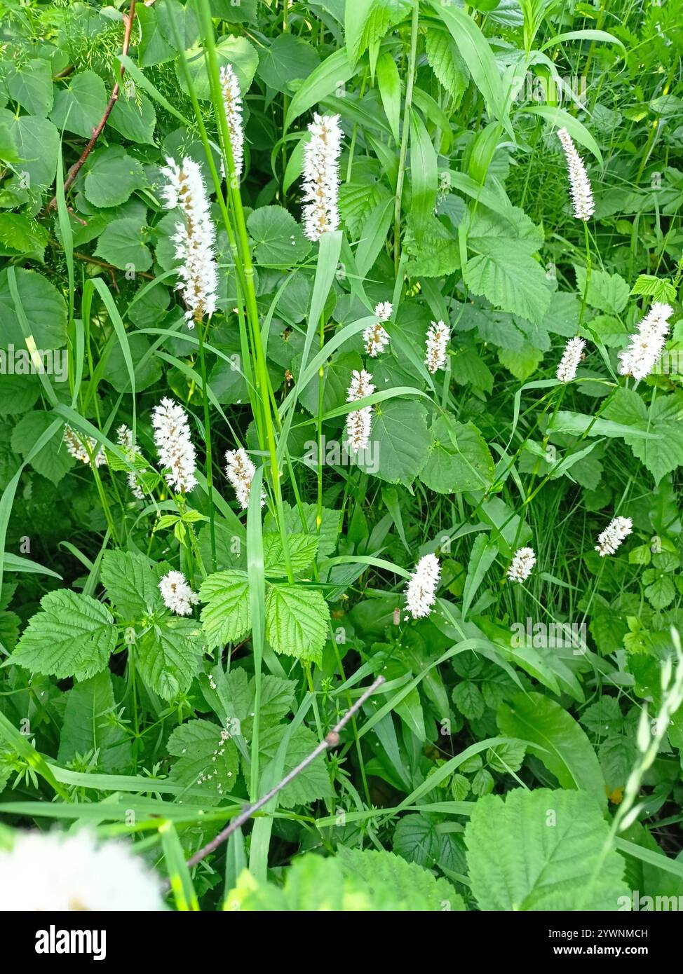 common bistort (Bistorta officinalis Stock Photo - Alamy