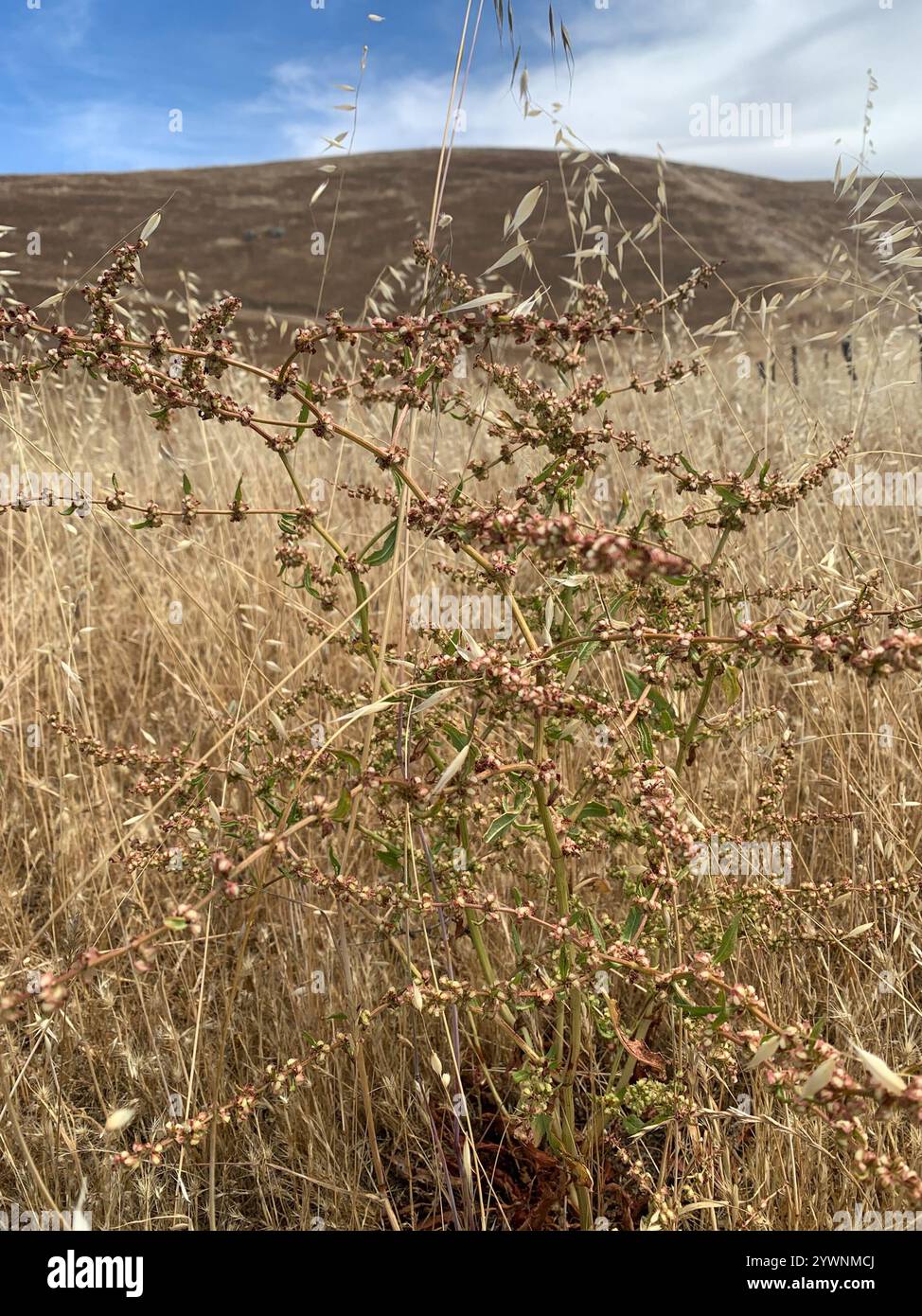 fiddle dock (Rumex pulcher Stock Photo - Alamy