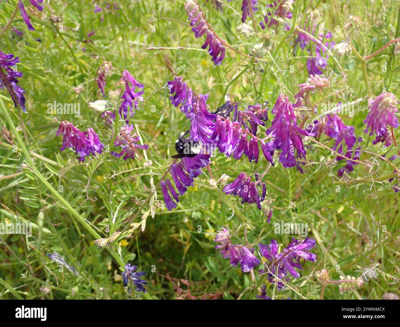 Hairy Vetch Vicia Villosa Stock Photo Alamy