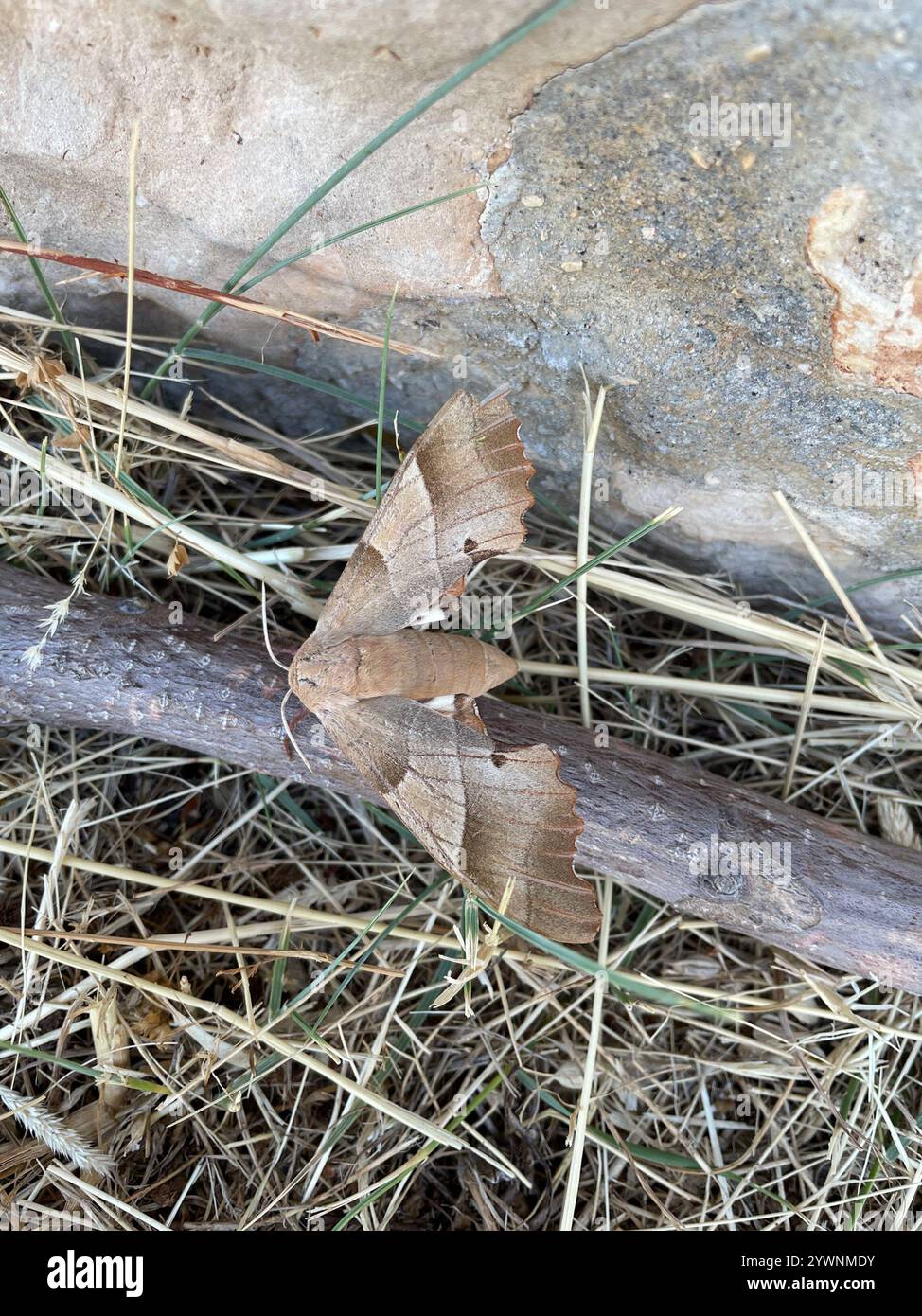 Marumba quercus hi-res stock photography and images - Alamy