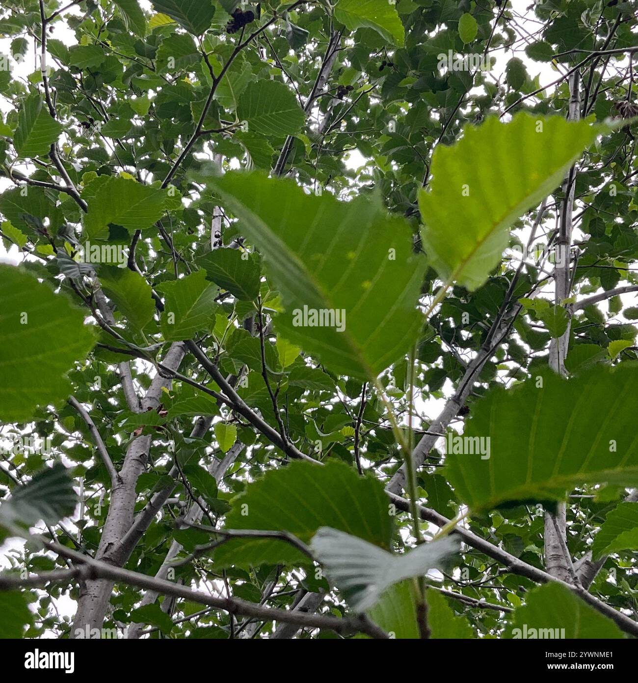 grey alder (Alnus incana Stock Photo - Alamy