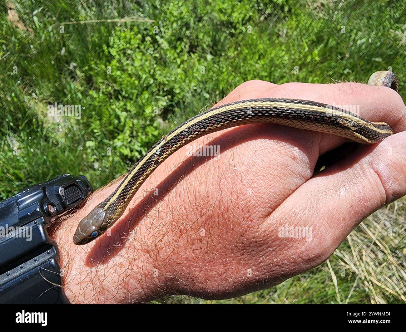 Red-sided Garter Snake (Thamnophis sirtalis parietalis Stock Photo - Alamy