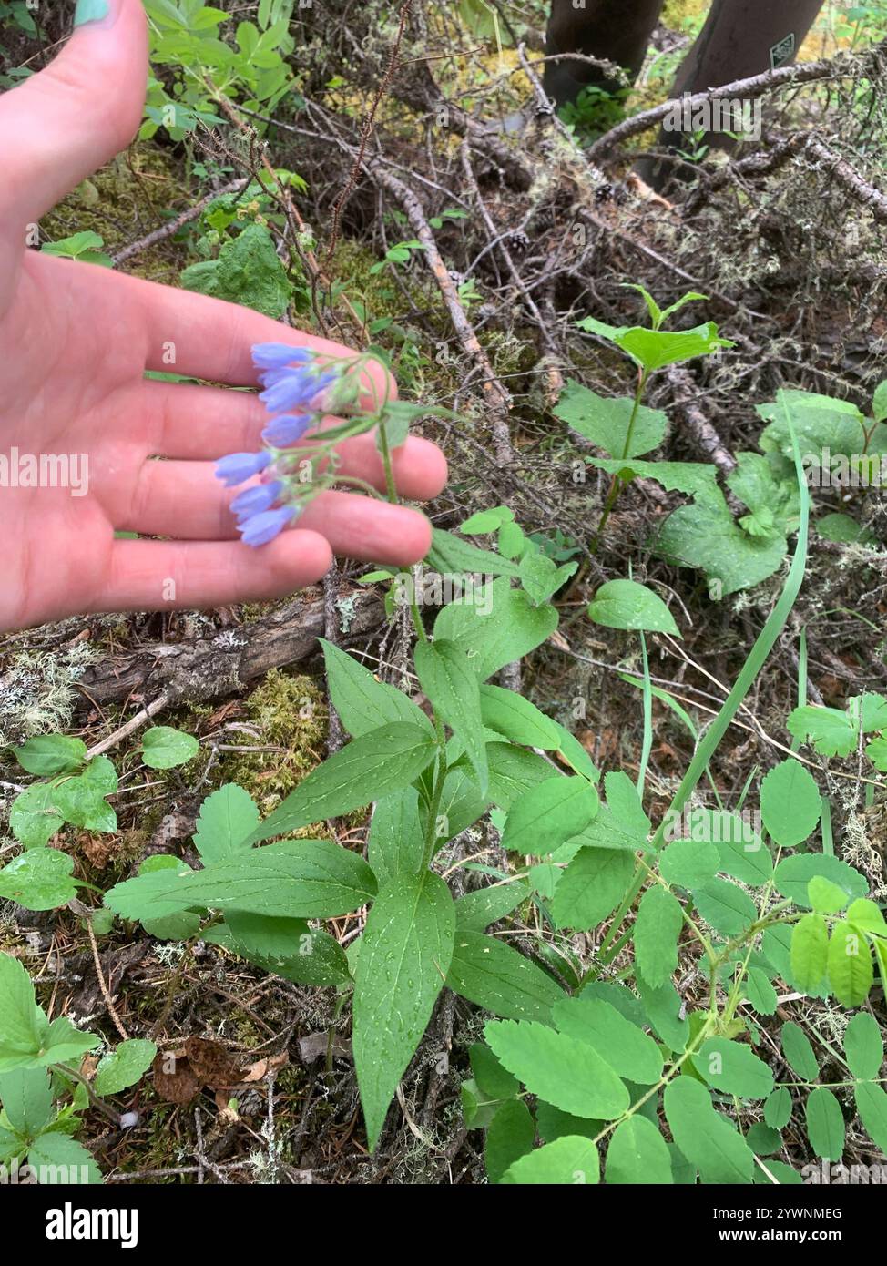 Tall Bluebell (Mertensia paniculata Stock Photo - Alamy