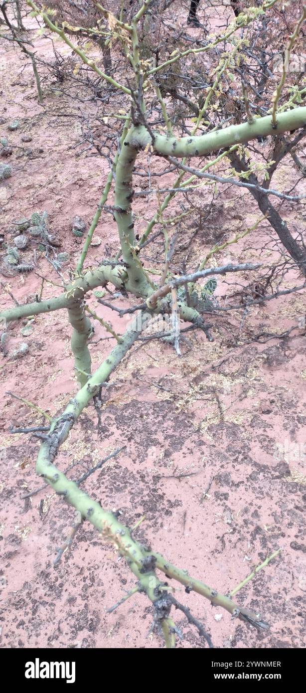 Parkinsonia praecox hi-res stock photography and images - Alamy