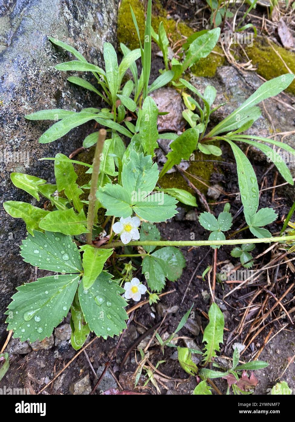 Virginia strawberry (Fragaria virginiana Stock Photo - Alamy