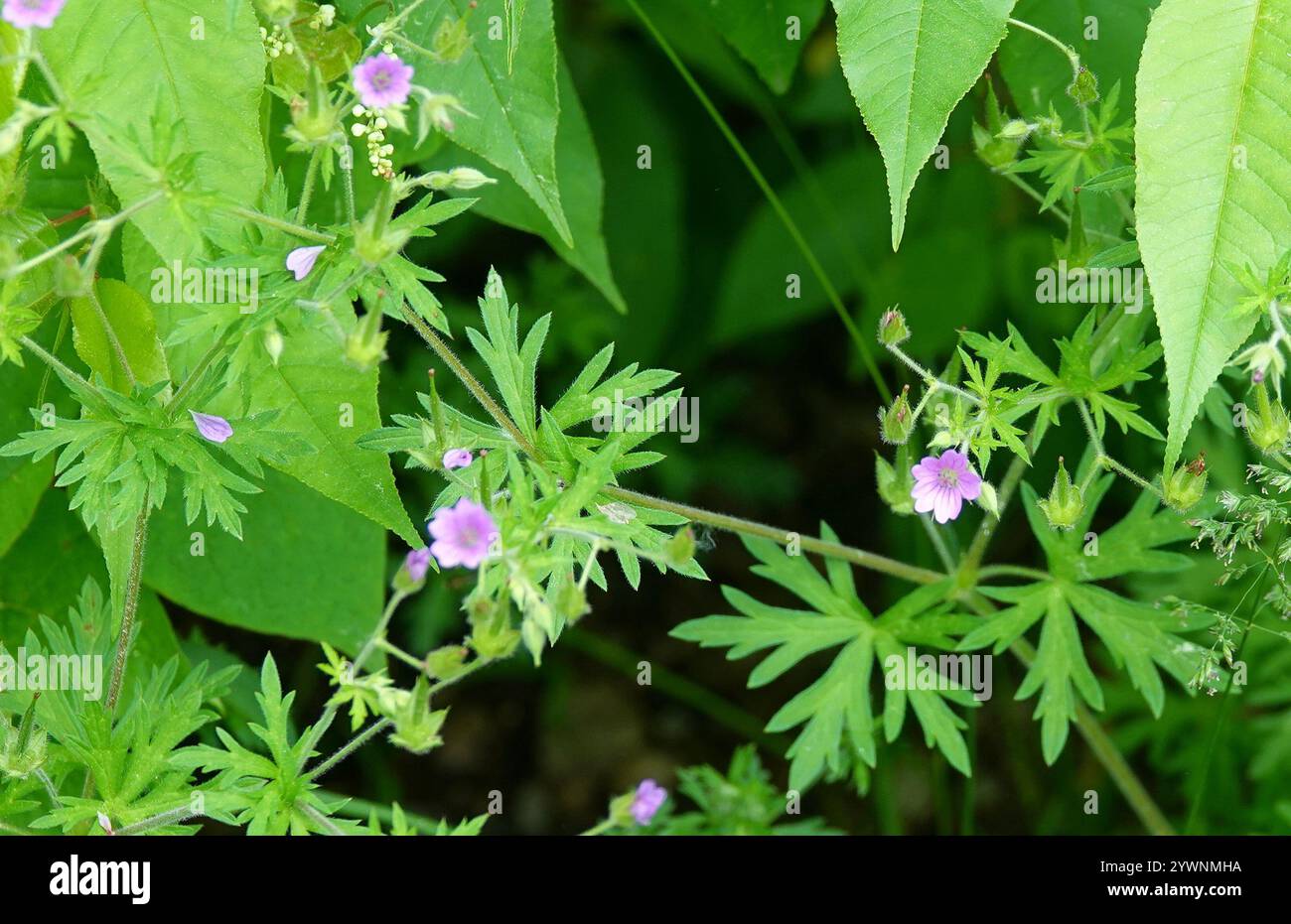 Cut-leaved crane's-bill (Geranium dissectum Stock Photo - Alamy