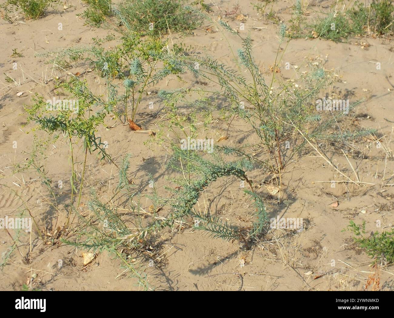 steppe spurge (Euphorbia seguieriana Stock Photo - Alamy
