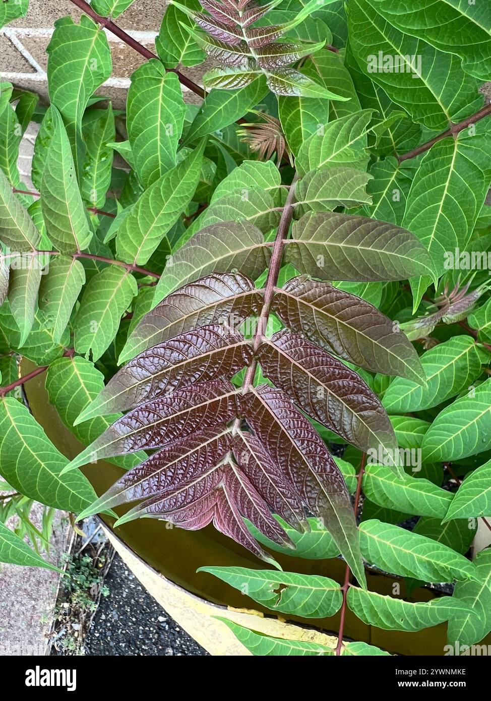 tree-of-heaven (Ailanthus altissima Stock Photo - Alamy