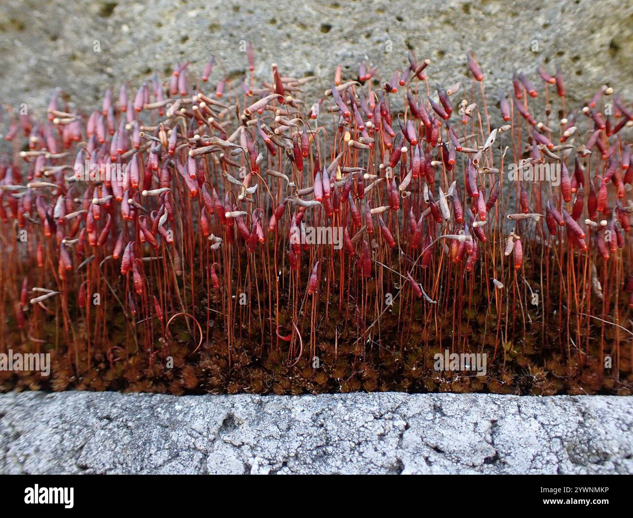 Capillary Thread-moss (Ptychostomum capillare Stock Photo - Alamy