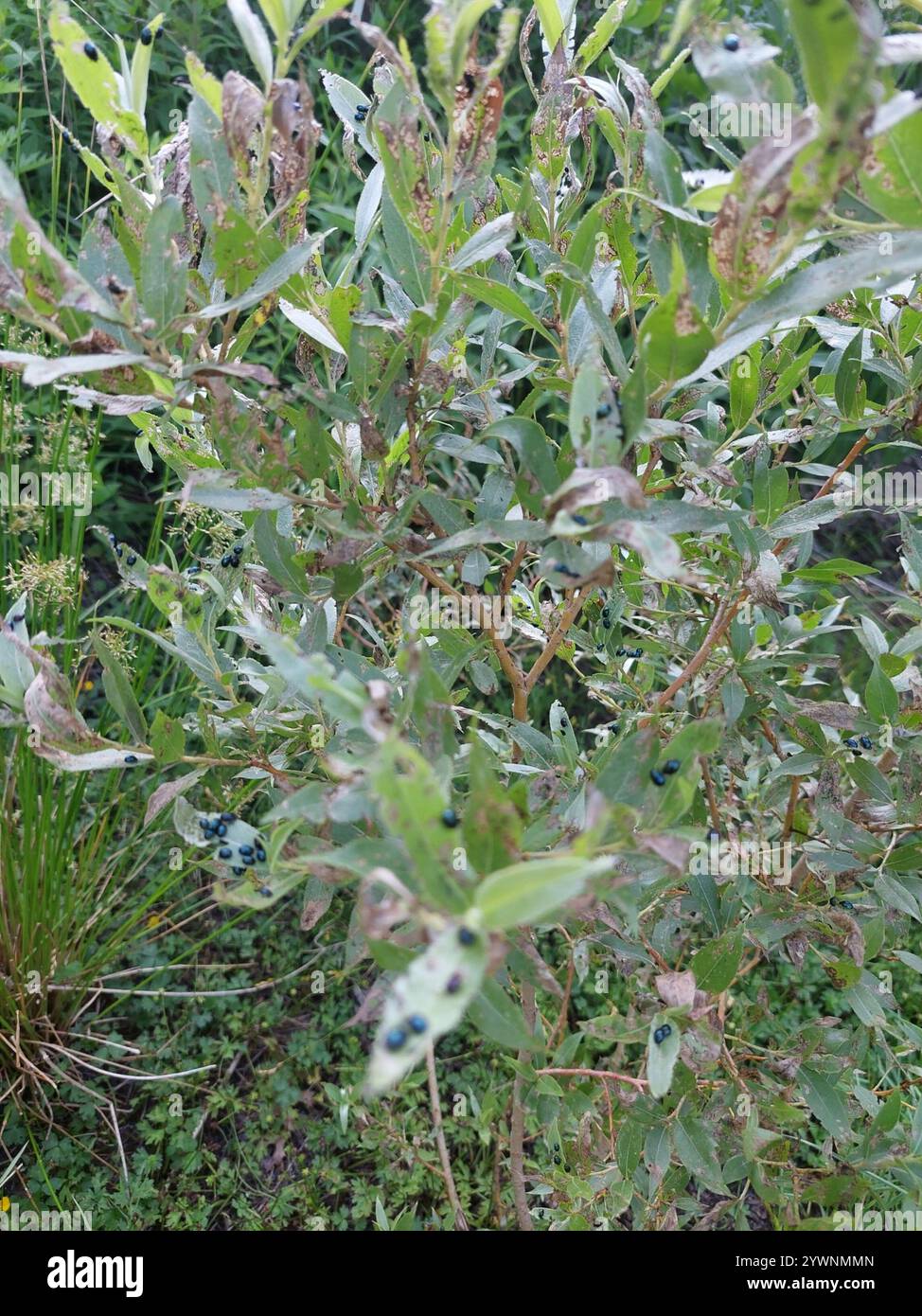 Willow Leaf Beetle (Plagiodera versicolora Stock Photo - Alamy