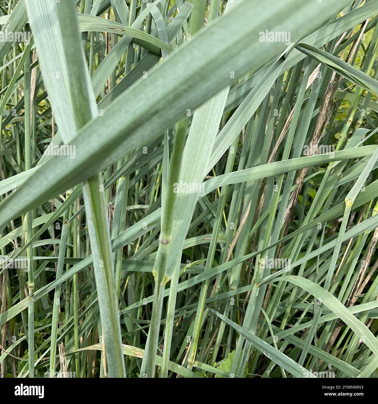 Leymus cinereus hi-res stock photography and images - Alamy