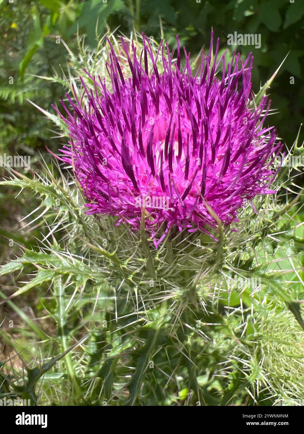 Florida thistle (Cirsium horridulum vittatum Stock Photo - Alamy