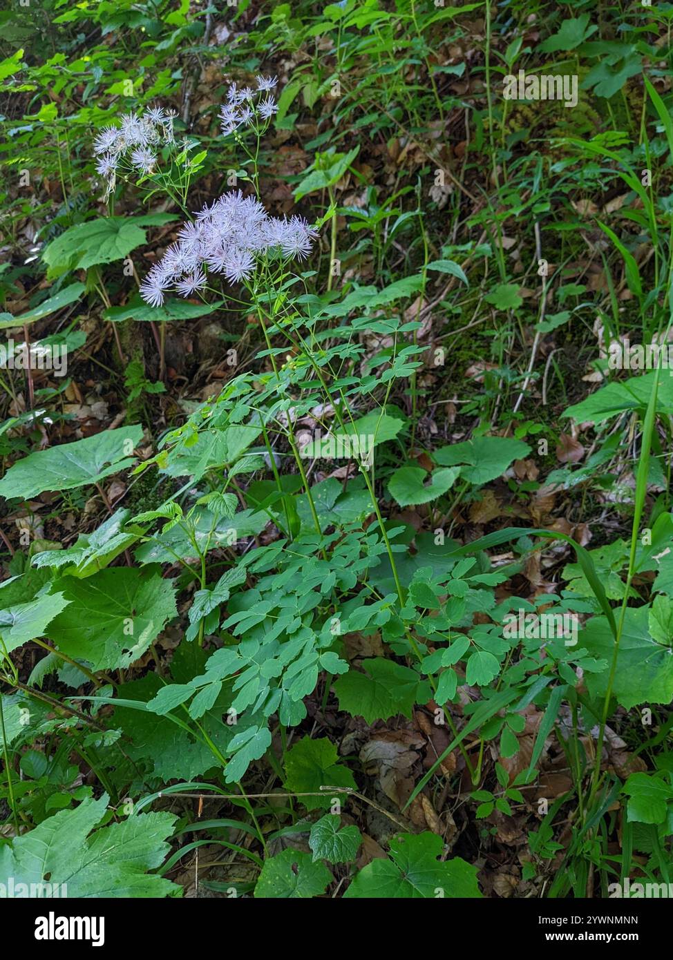 French meadow-rue (Thalictrum aquilegiifolium Stock Photo - Alamy