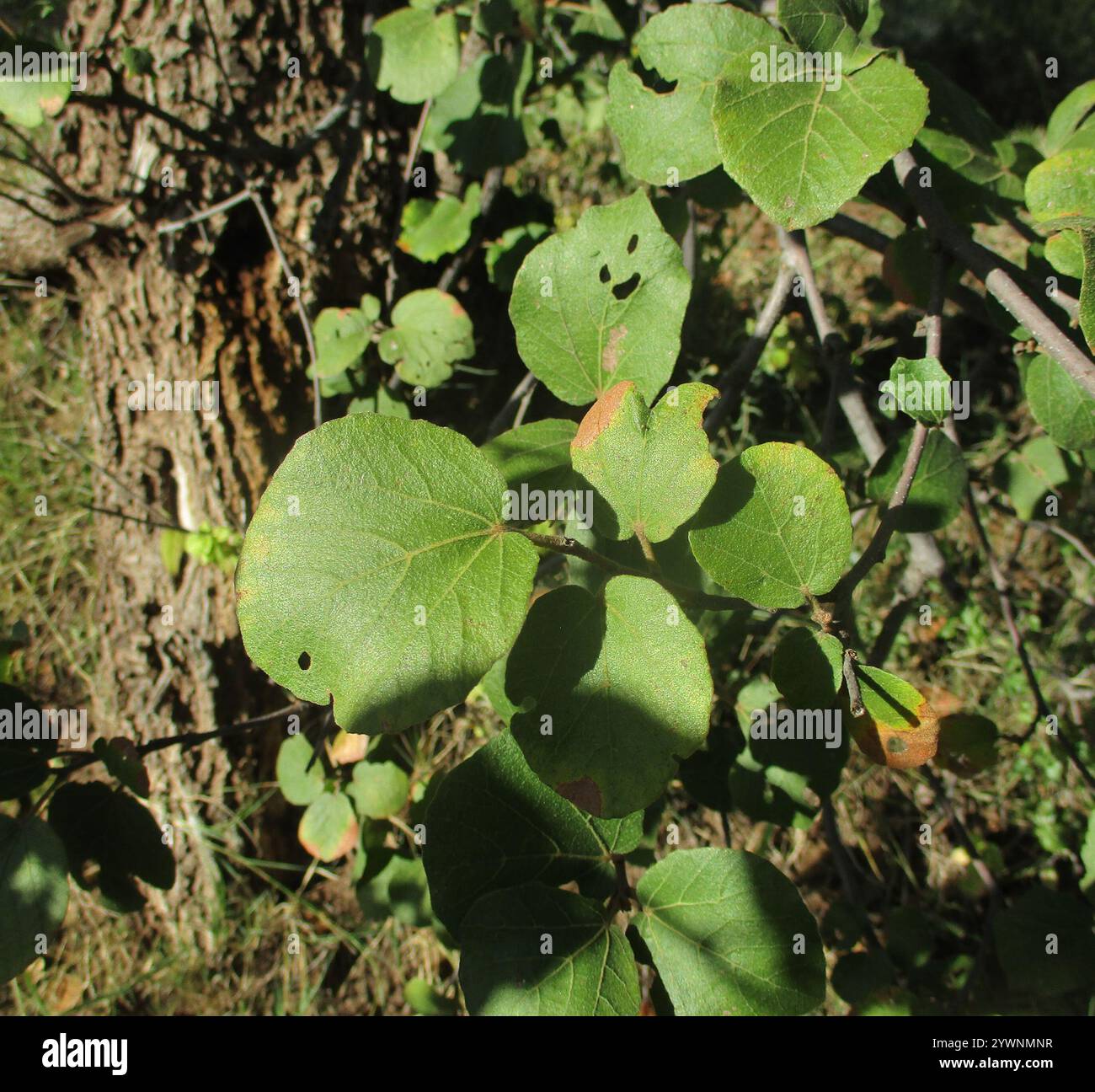 South African Wild Pear (Dombeya rotundifolia Stock Photo - Alamy