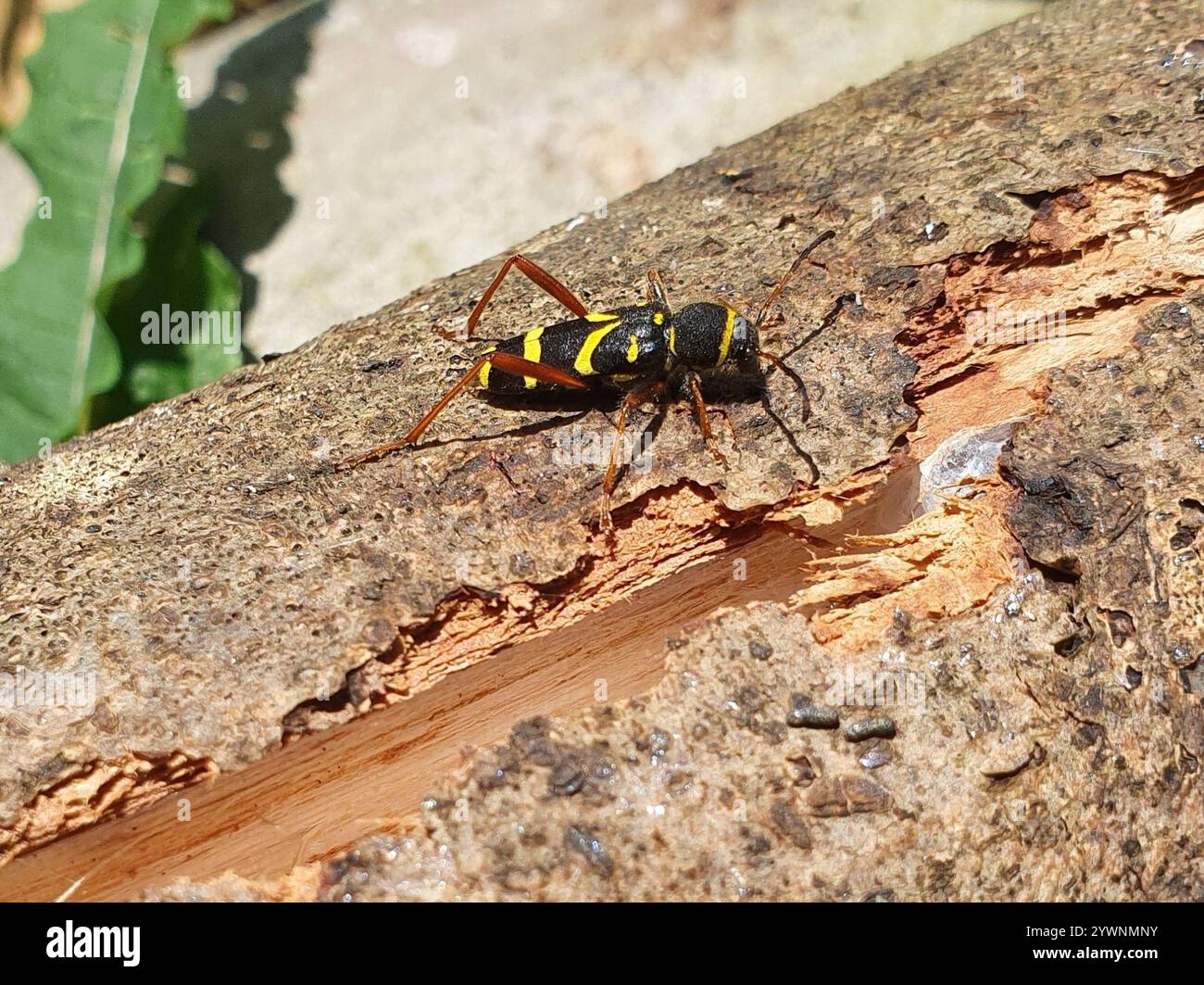 Wasp Beetle (Clytus arietis Stock Photo - Alamy
